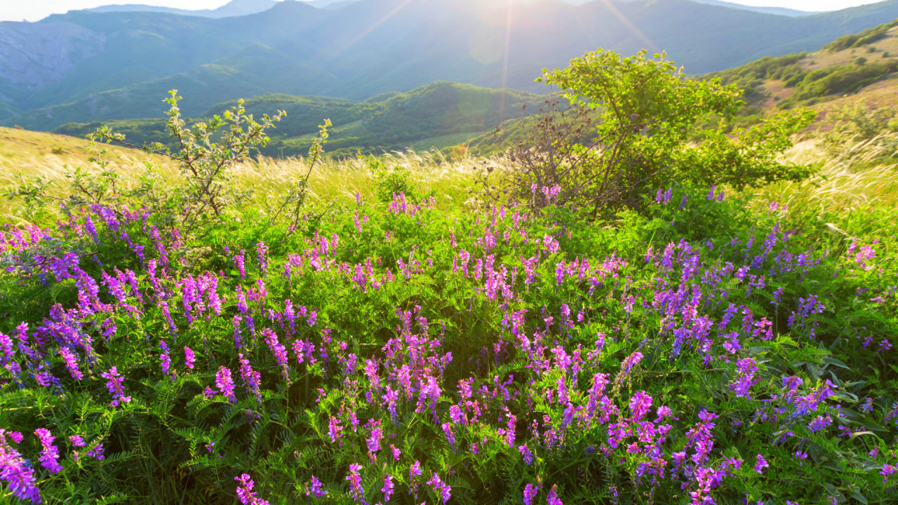 Best Spring Hikes for Wildflowers Around the U.S.