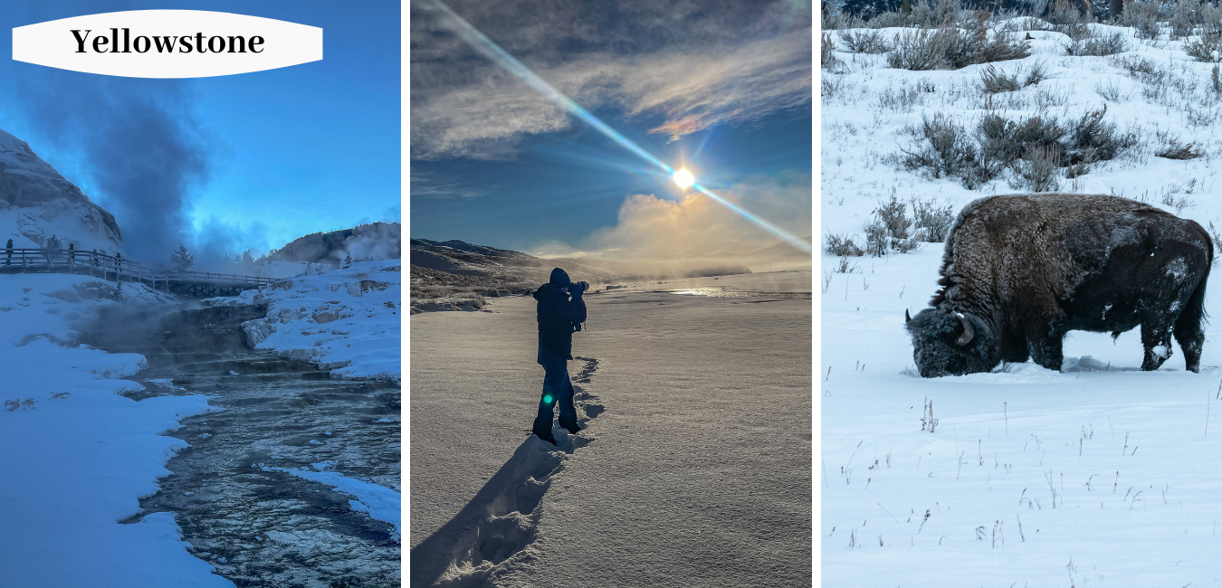 Winter Guide to Wildlife in Yellowstone National Park